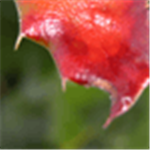 Bertelsen Gallagher | MagCloud